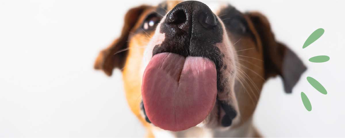 Dealing with Spring Allergies - Cashmere Veterinary Clinic